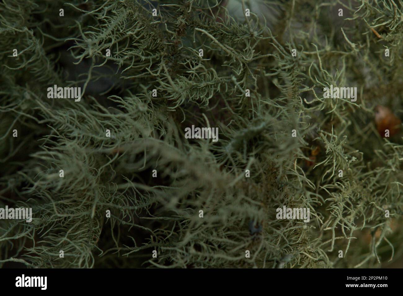 Composed of two different organisms hi-res stock photography and images ...