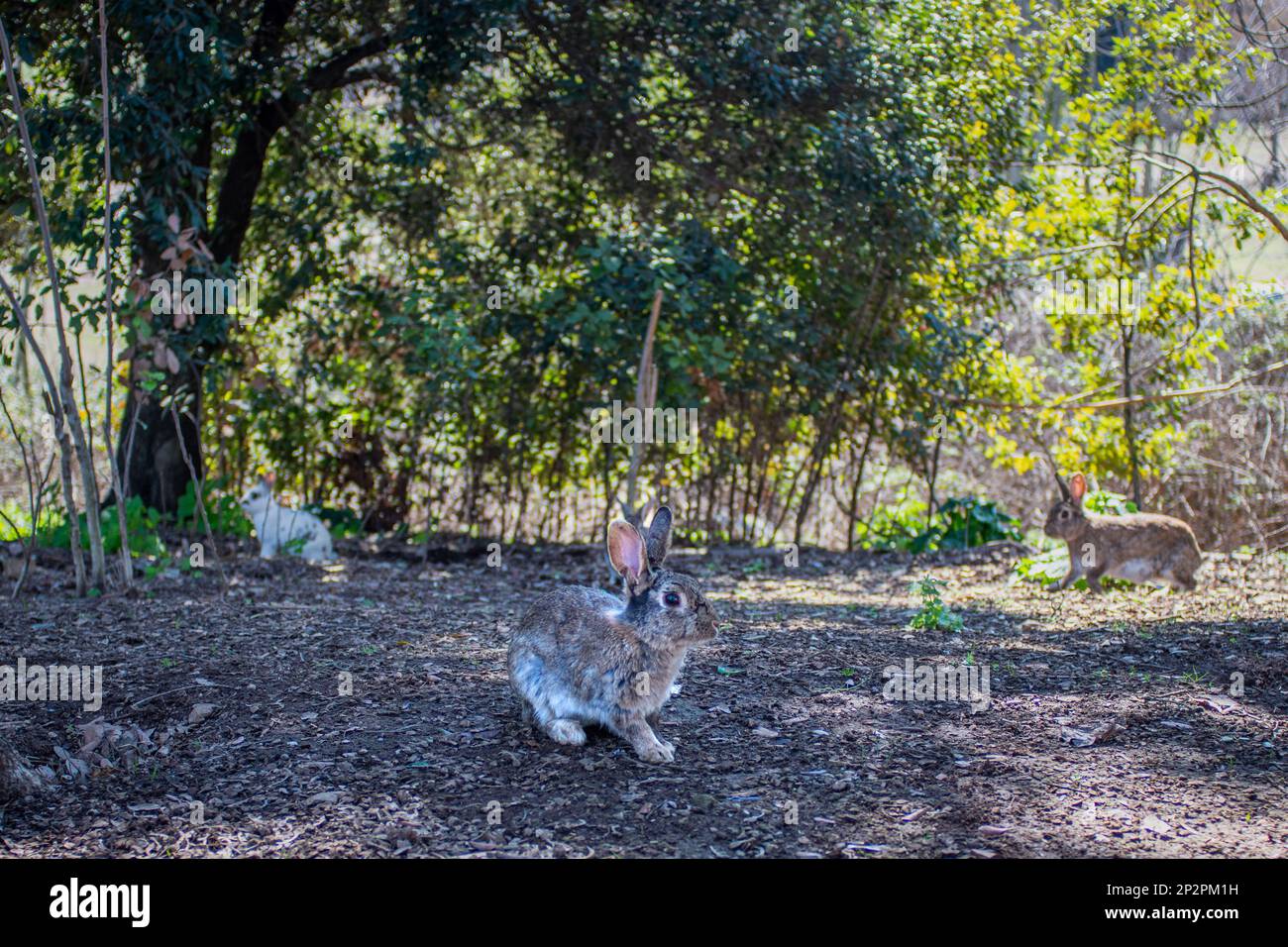 Trekking in the appia antica park hi-res stock photography and images ...