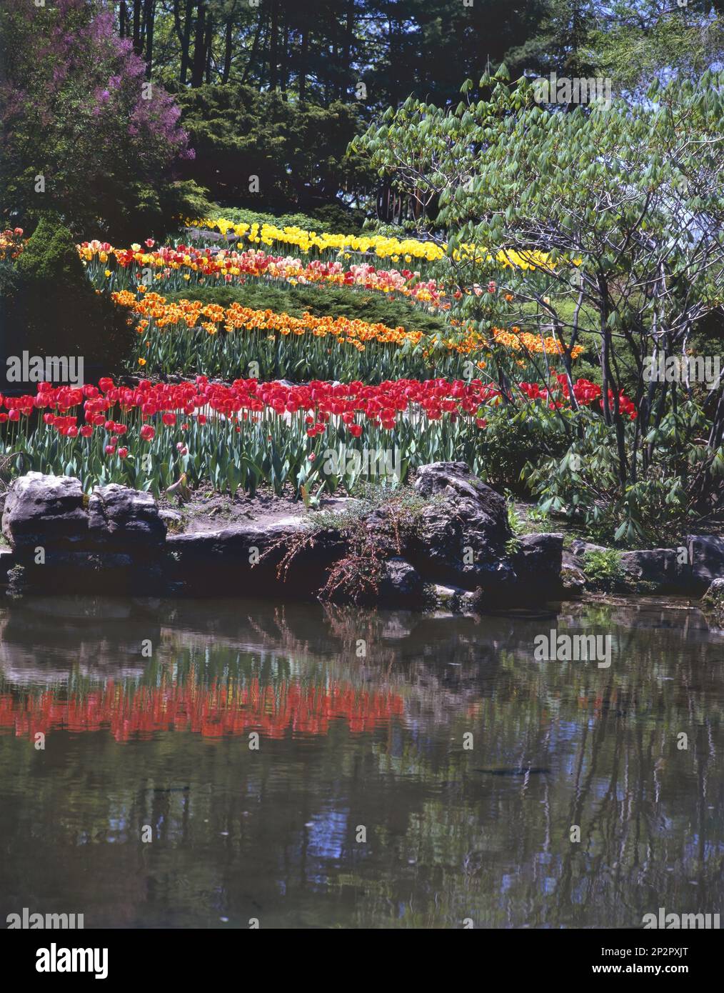 May tulips at Royal Botanical Gardens in Ontario Stock Photo - Alamy