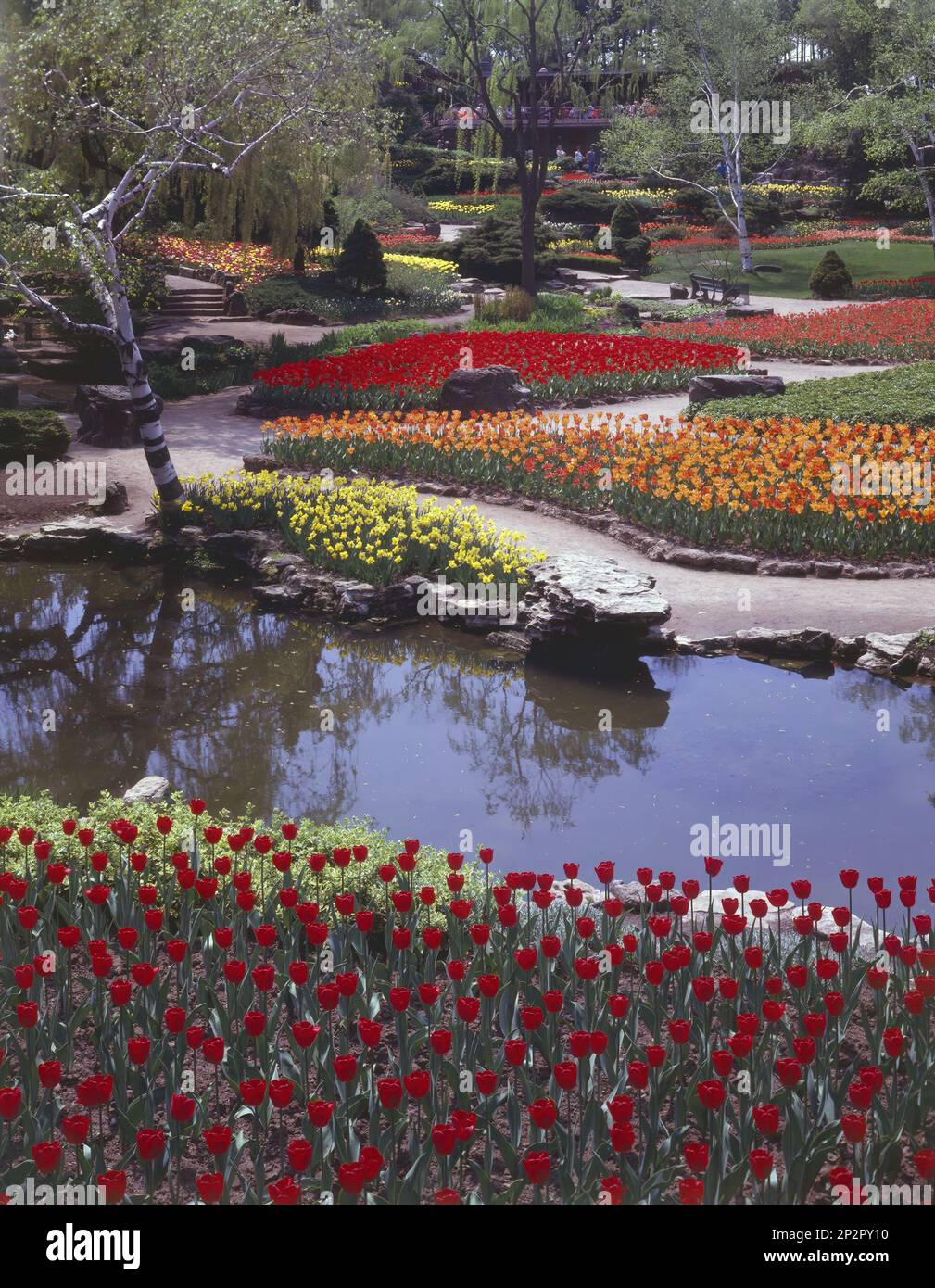 Lovely tulips at Royal Botanical Gardens in Canada Stock Photo - Alamy