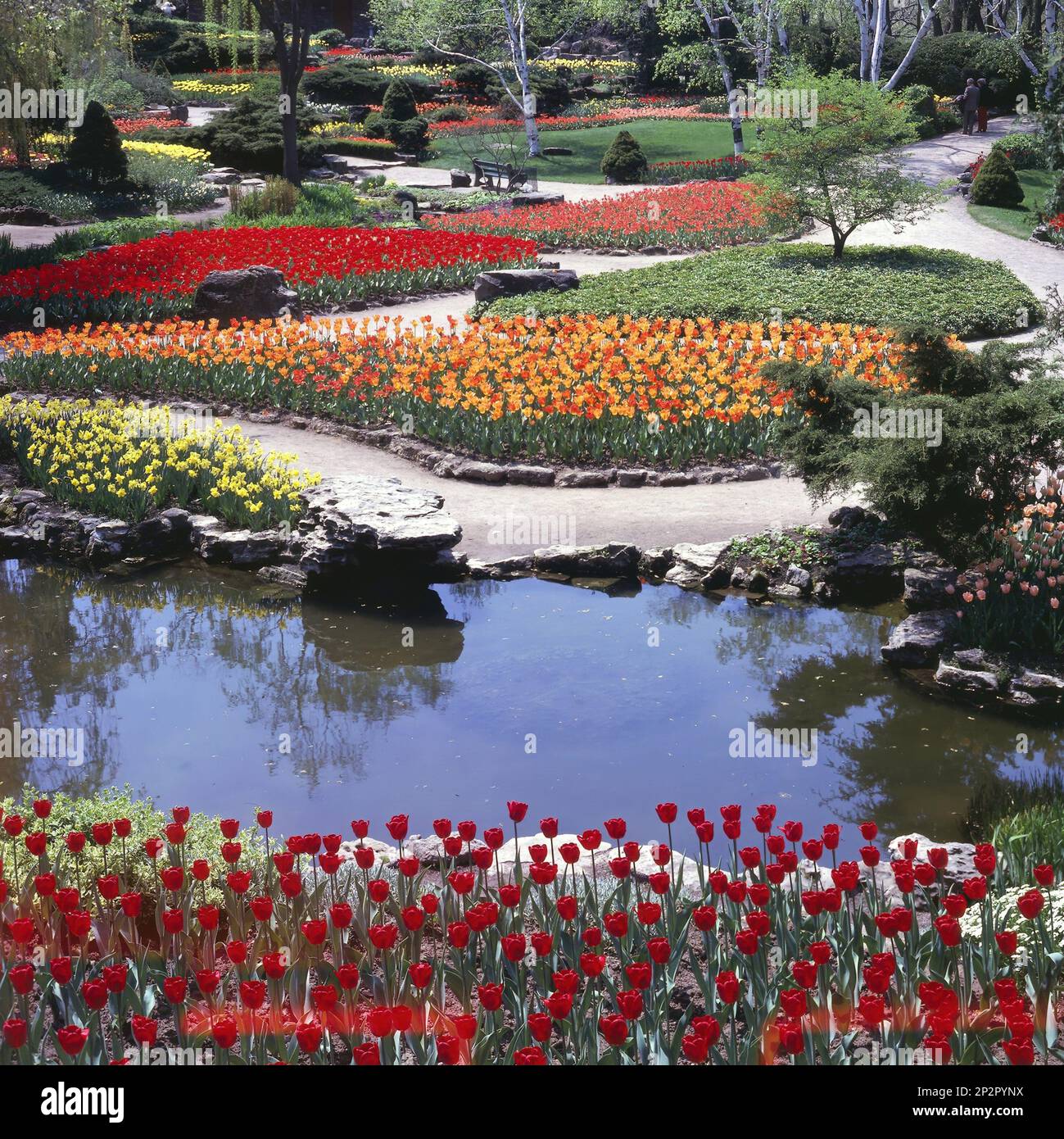 May tulips at Royal Botanical Gardens, Ontario, Canada Stock Photo - Alamy