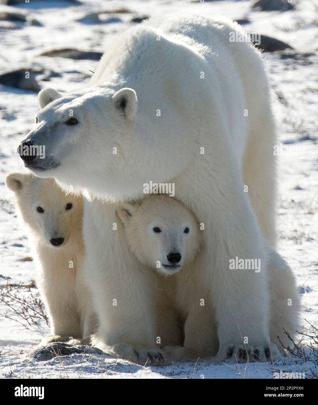 Arctic Tundra Polar Bears