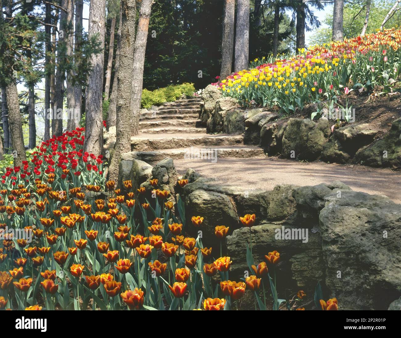 May tulips at Royal Botanical Gardens in Ontario Stock Photo - Alamy