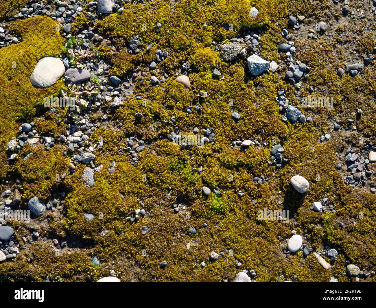 Moss on a pebble beach. Moss carpet on stones. Natural background ...