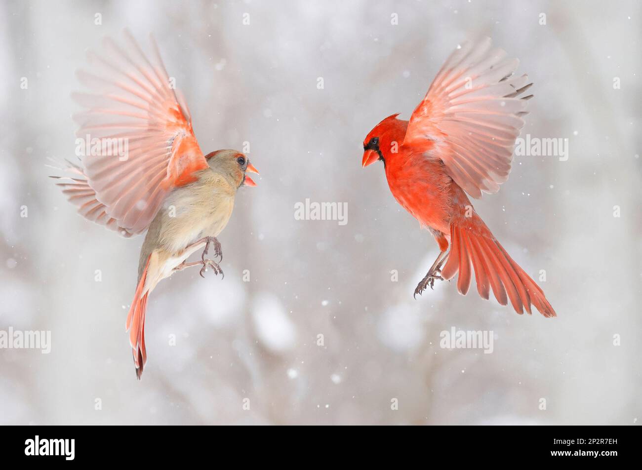 Northern Cardinal flying with snow background, Quebec, Canada Stock ...