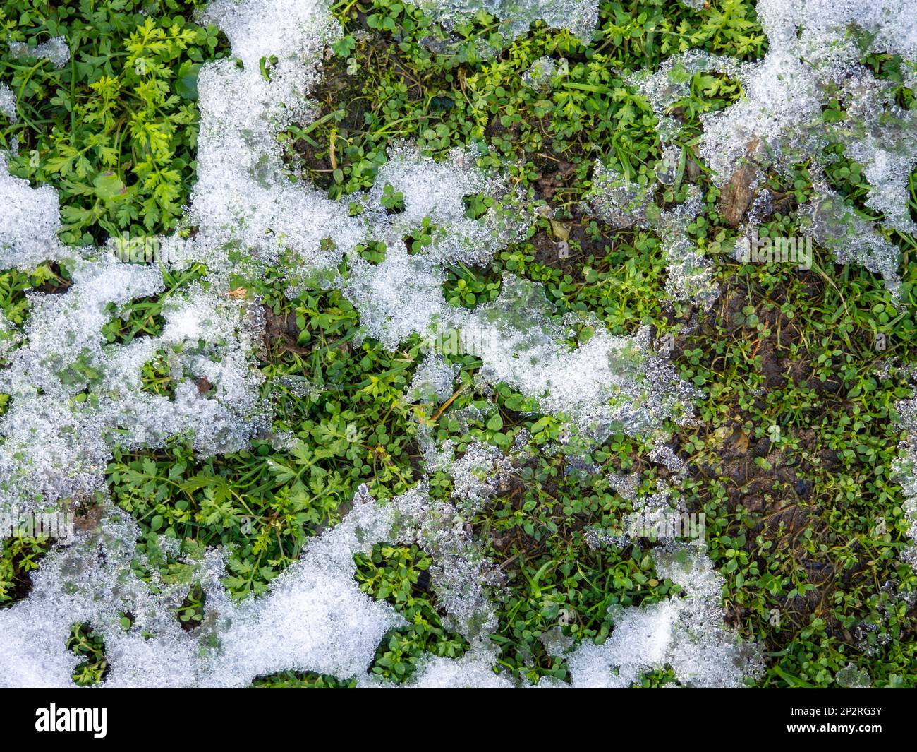 Snow on green grass. Winter in the south. Sudden snowfall. Background ...