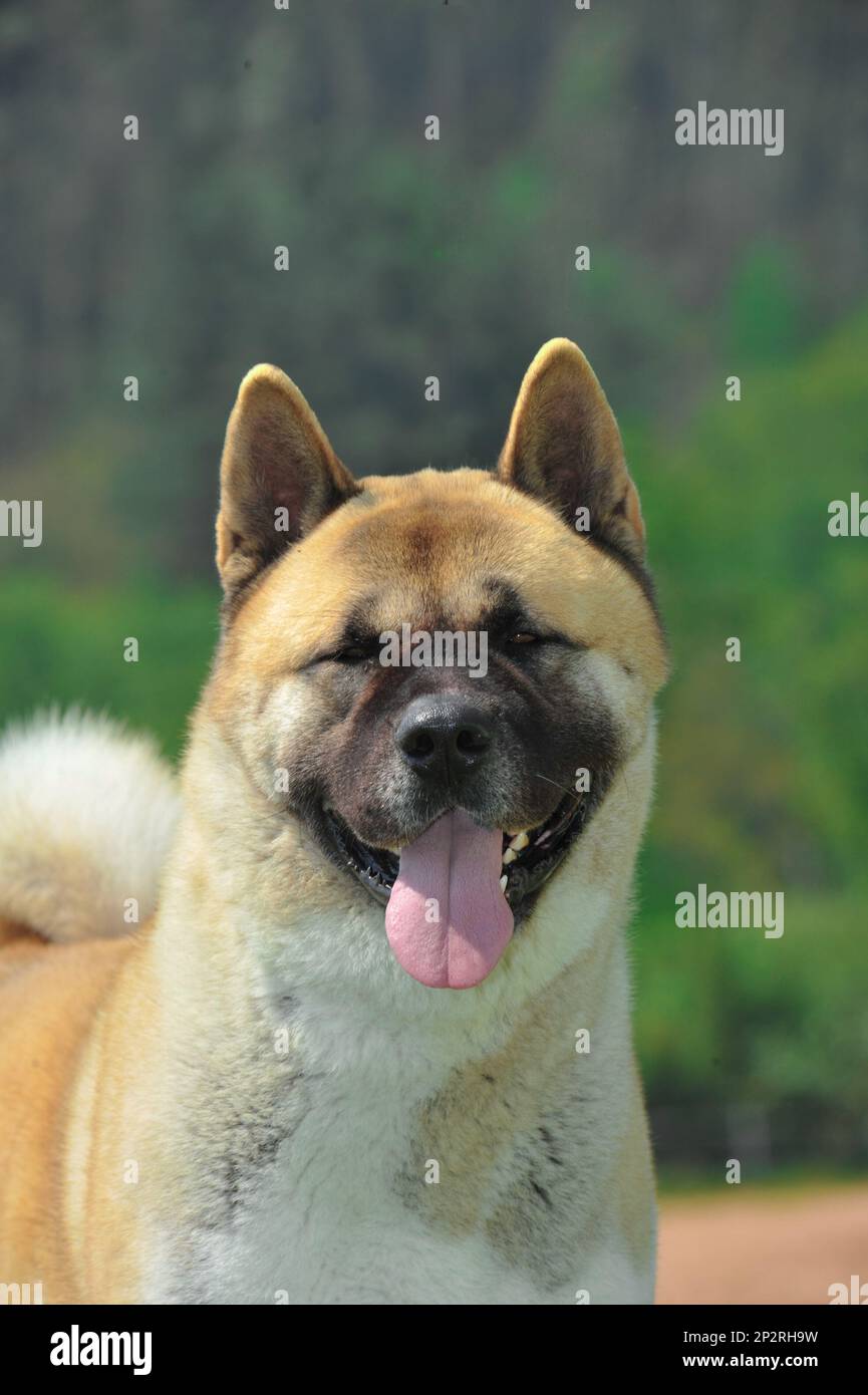 Portrait nice head of American Akita purebred dog with forest ...