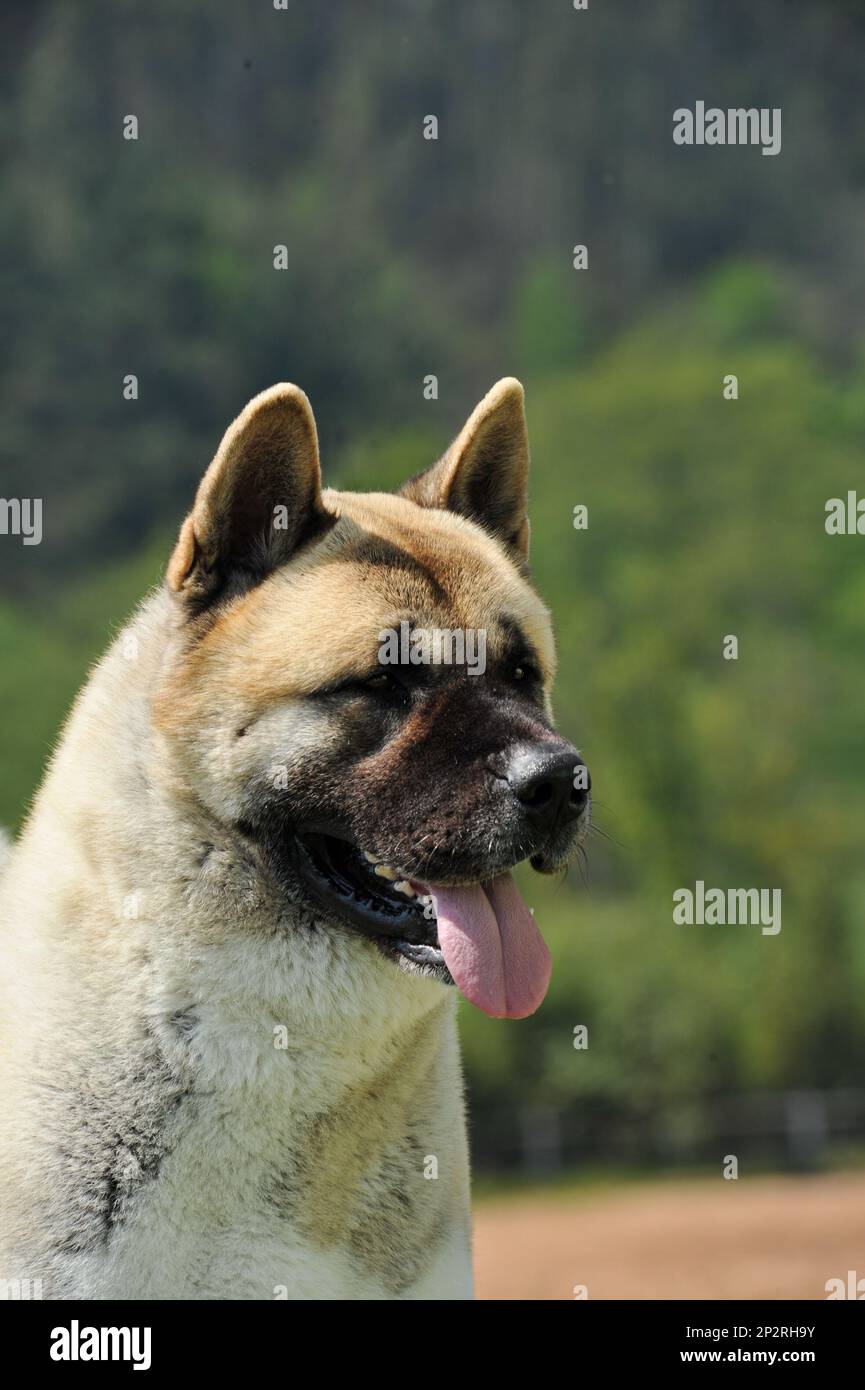 Portrait nice head of American Akita purebred dog with forest ...