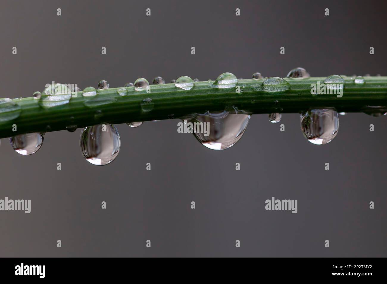 Raindrop refraction hi-res stock photography and images - Alamy