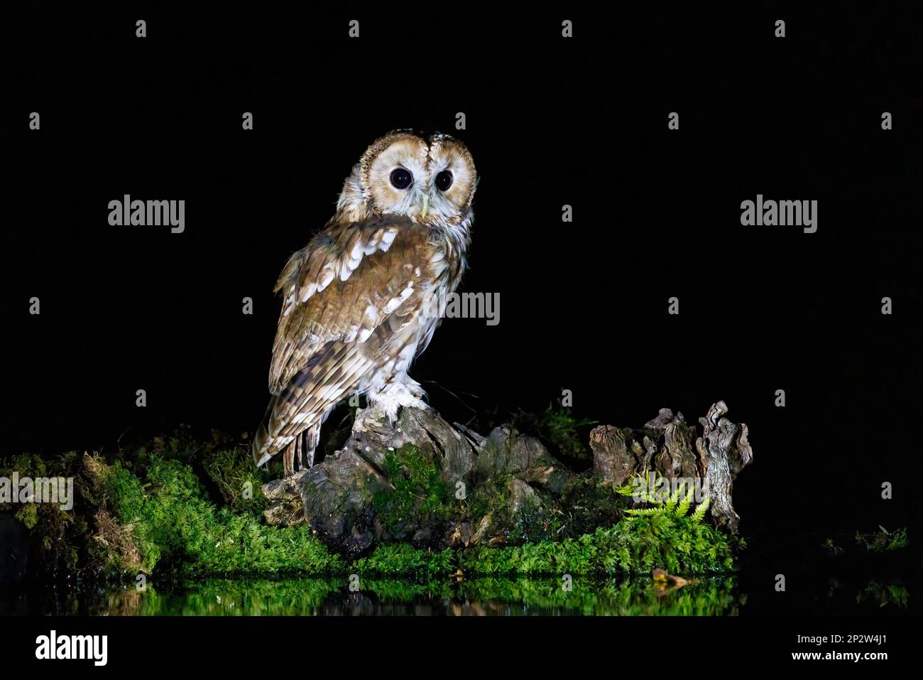 Tawny Owl [ Strix aluco ] on pond edge at night with reflection Stock ...