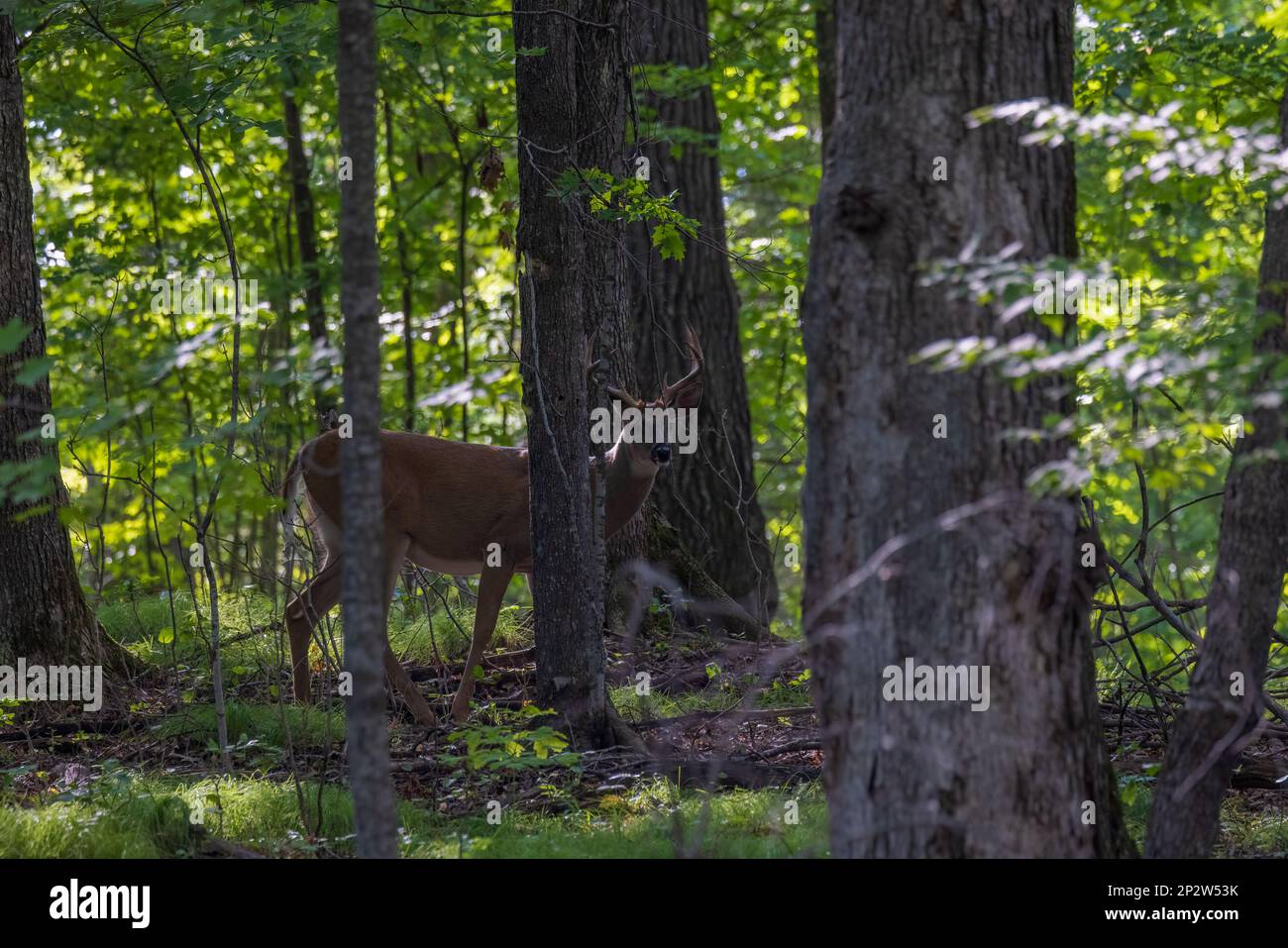 White-tailed buck in a northern Wisconsin woodland Stock Photo - Alamy