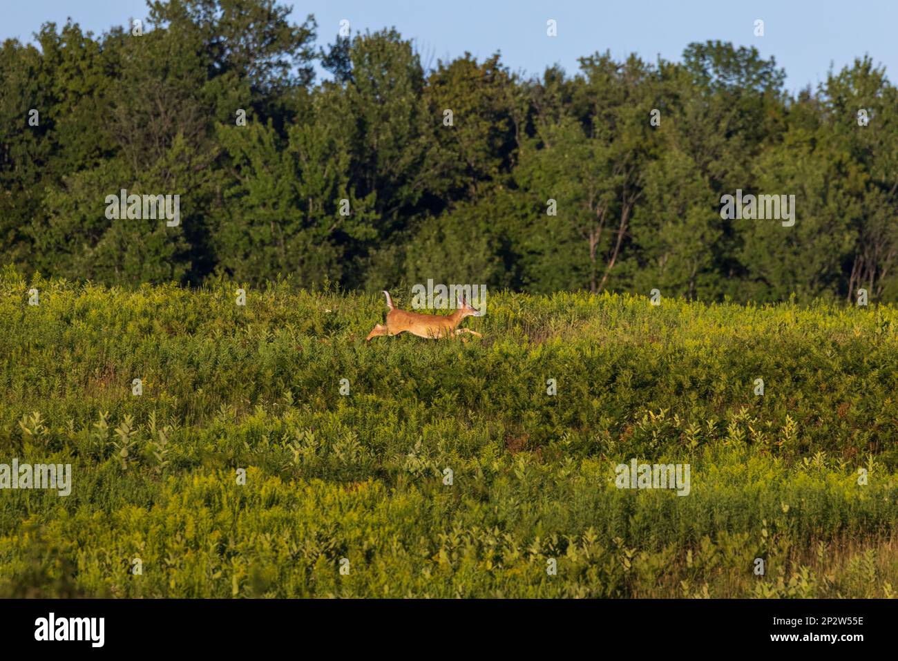 White-tailed buck running through a field in northern Wisconsin Stock ...