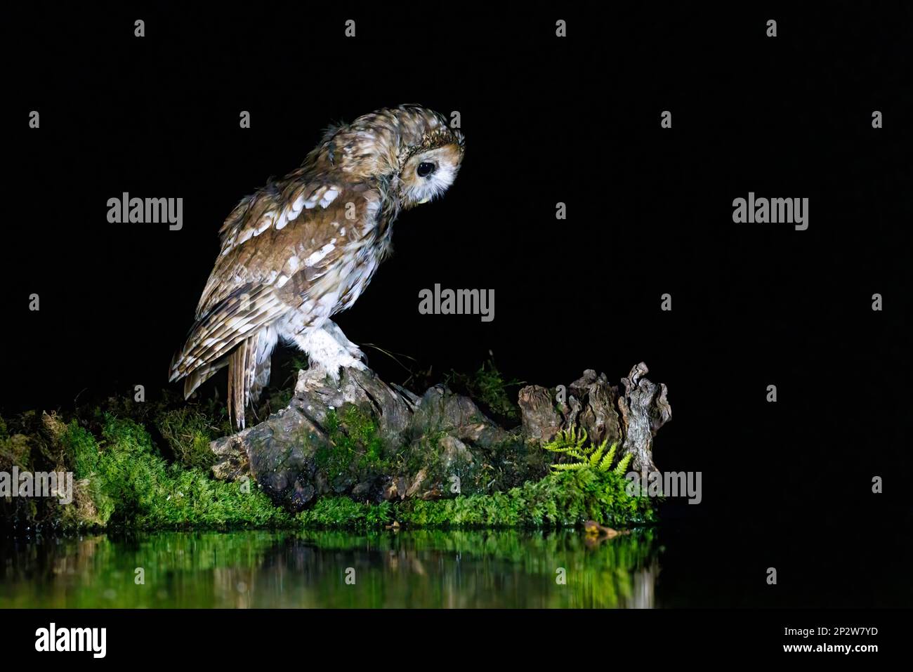 Owl water reflection bird hi-res stock photography and images - Alamy