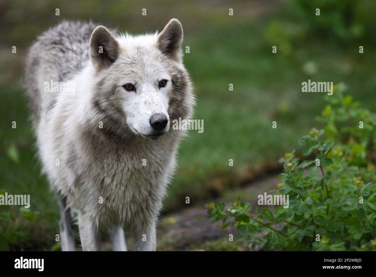 Waziyata, a 7-year-old female wolf, explores the new 2-acre "Cotton ...