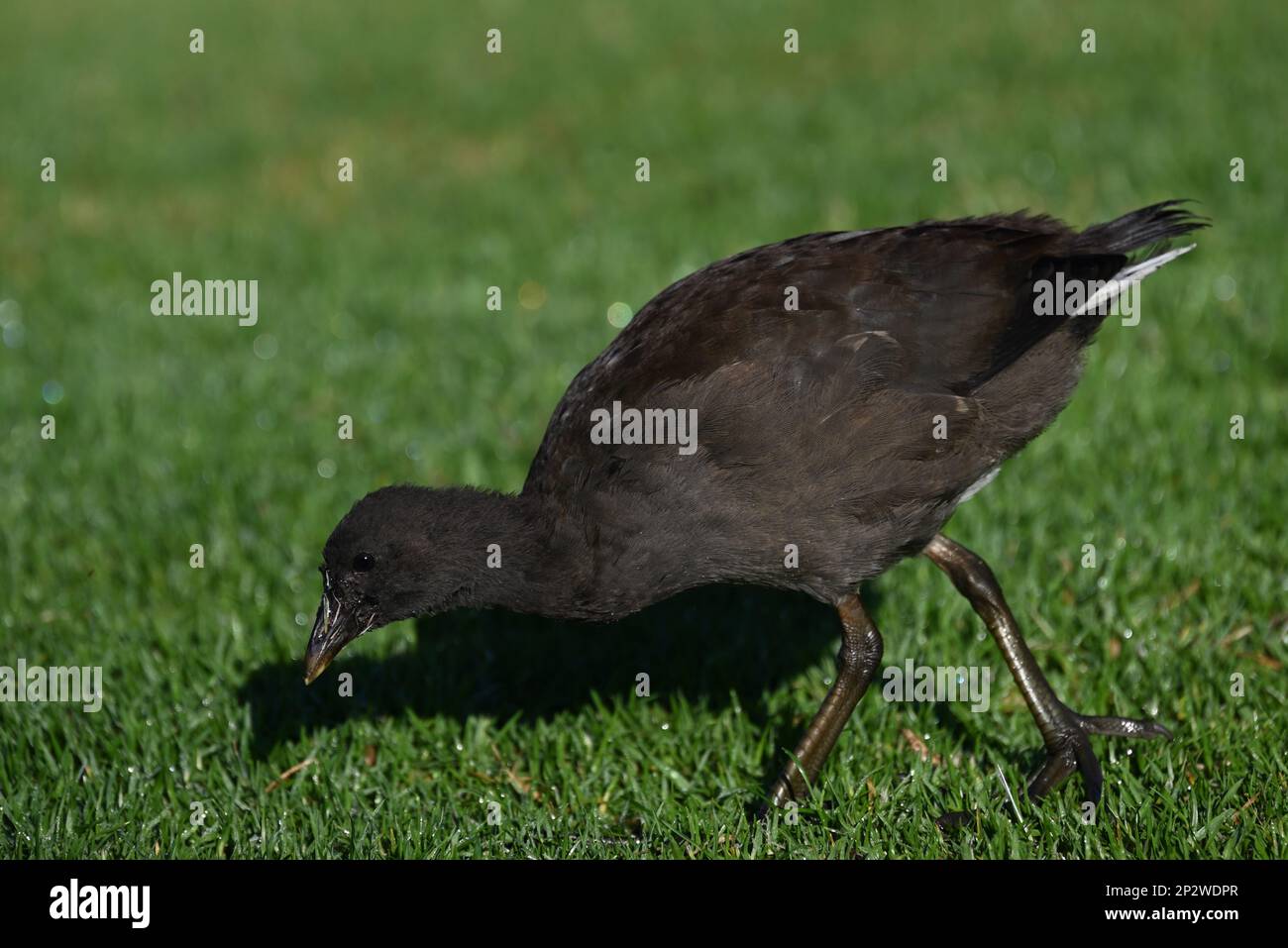 Side view of a juvenile dusky moorhen as it looks for food in a patch ...