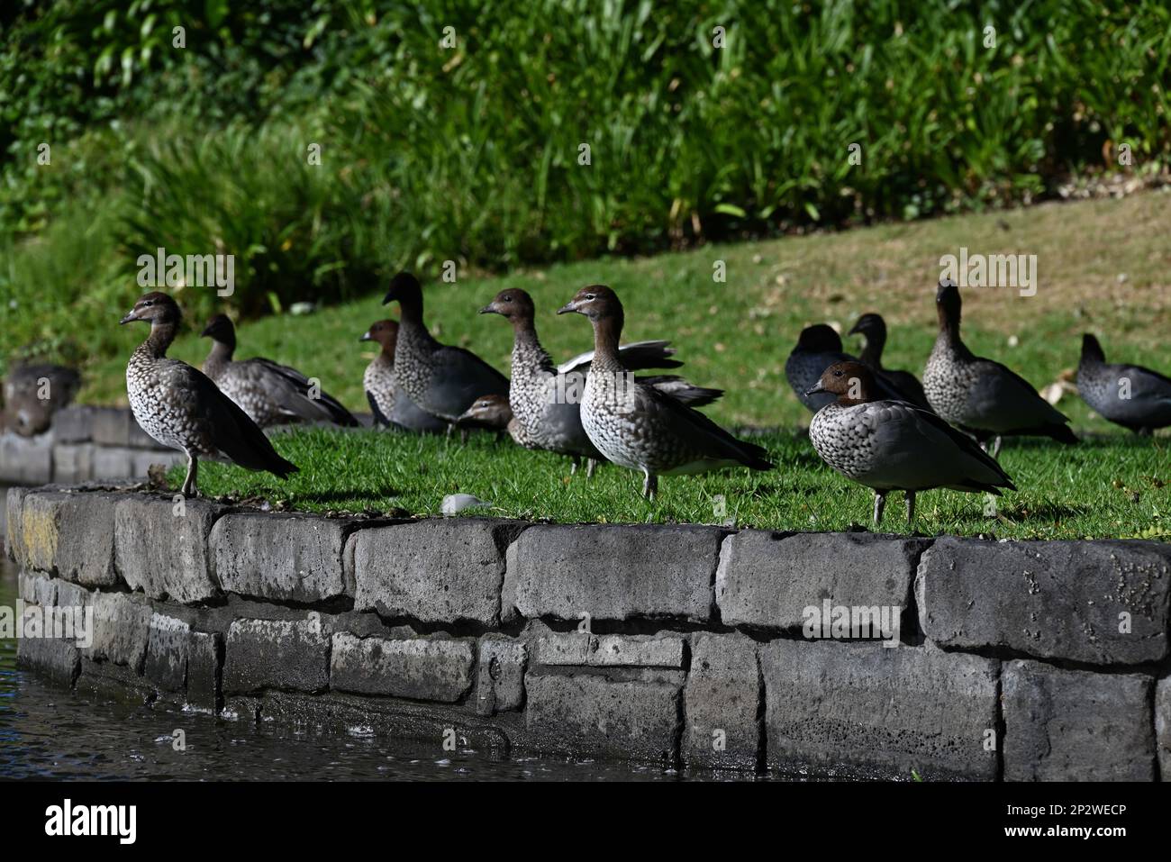 A large group, or flock, of Australian wood ducks standing on grass ...