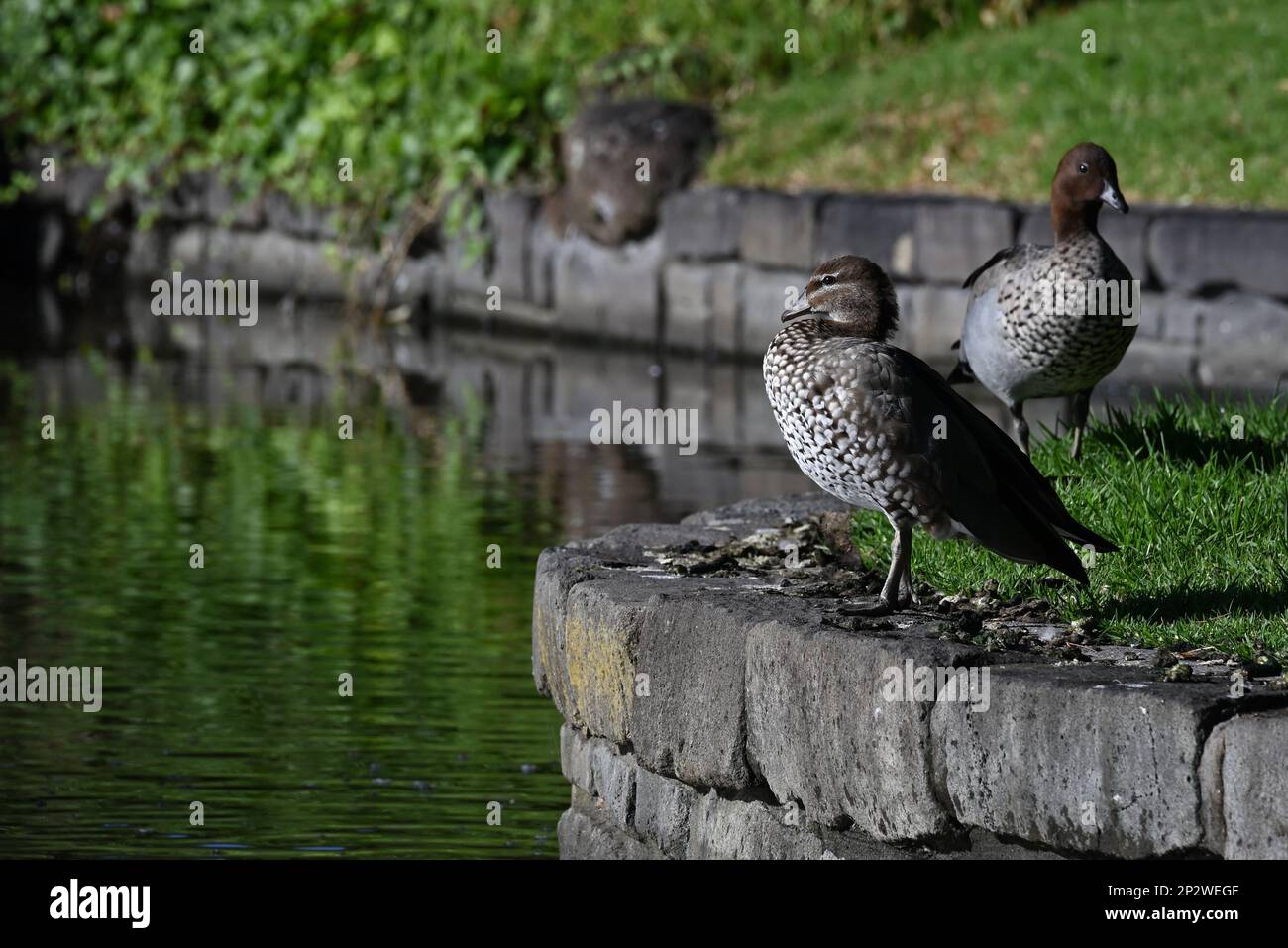 Side view of a female Australian wood duck standing on the bank of an ...