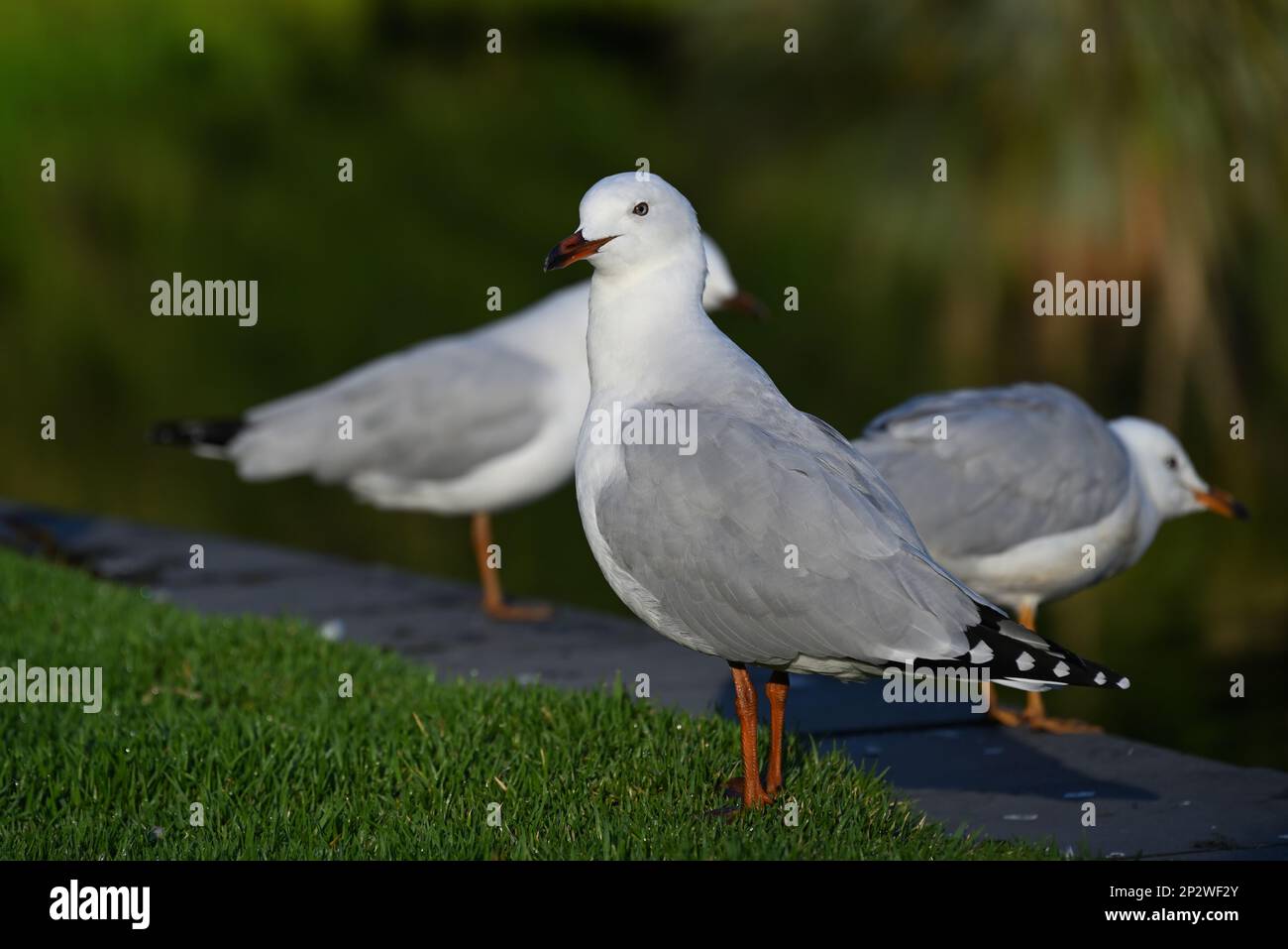 Australian seagull hi-res stock photography and images - Alamy