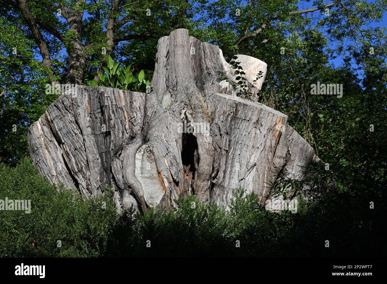 A large tree stump with a hole in the middle, surrounded by bright ...
