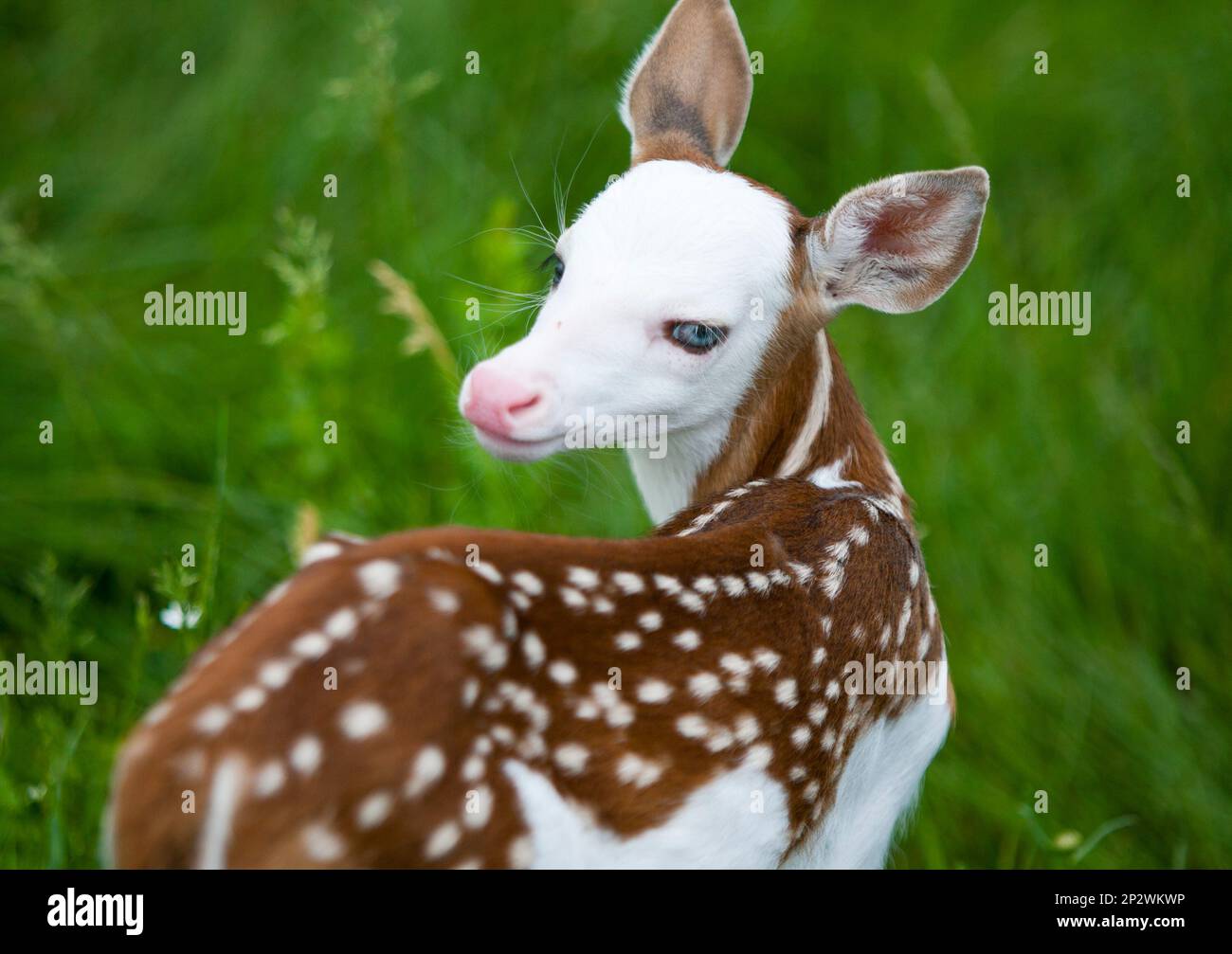 fawn types