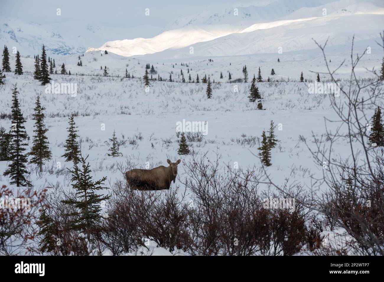 A moose observes U.S. Air Force tactical air control party specialists ...