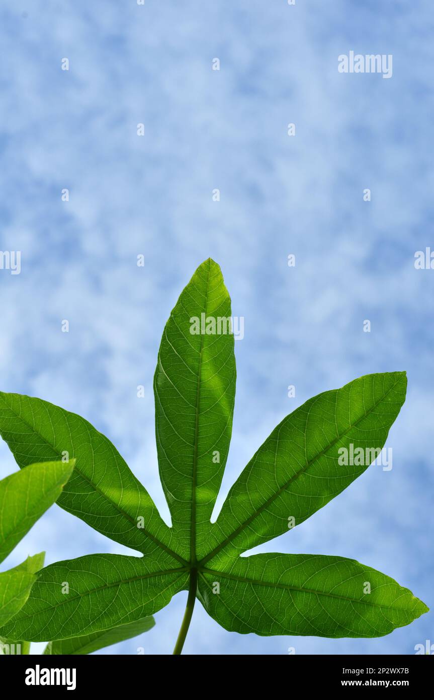 Tops of cassava leaves against a background of blue sky and white ...