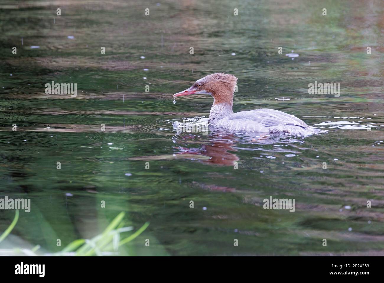 Goosander [ Mergus merganser ] Female duck on small river in rain Stock ...