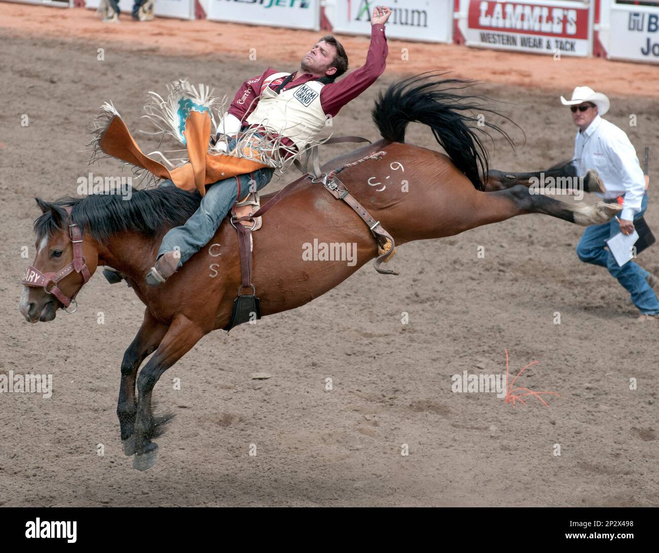 Bareback Bronc riding event during the rodeo at the Calgary Stampede in ...