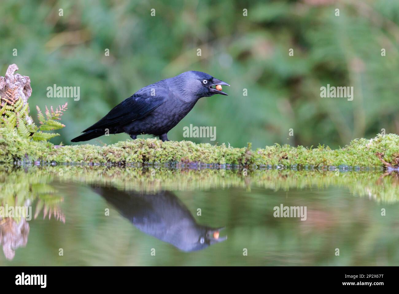 Jackdaw [ Corvus monedula ] with peanut on edge of baited pond with ...
