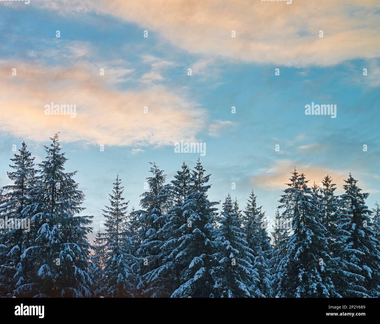 Snow covered hemlock tree hi-res stock photography and images - Alamy