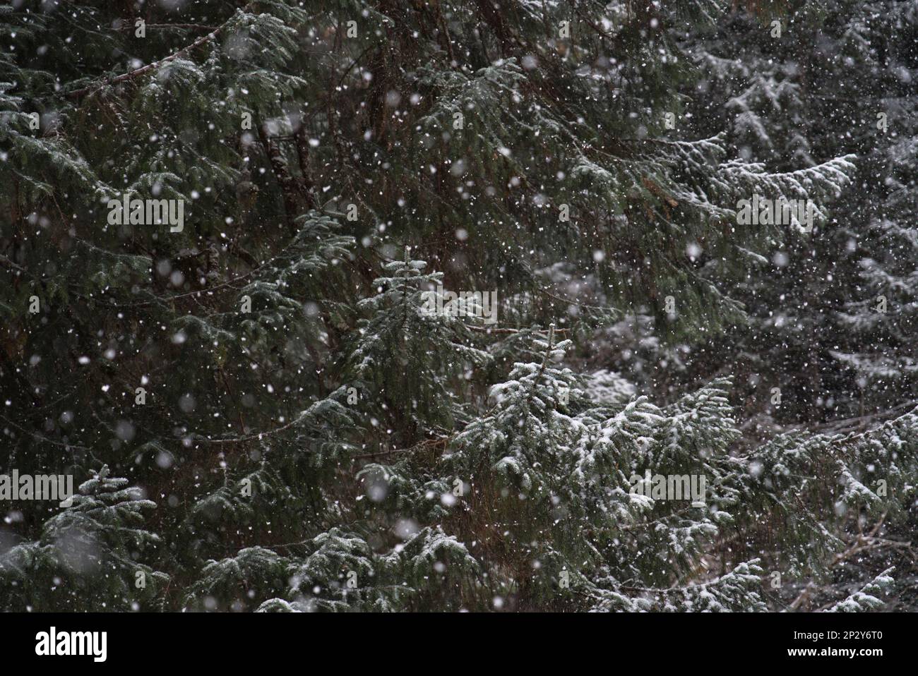 Snow falling in a spruce forest in Southeast Alaska in winter Stock ...