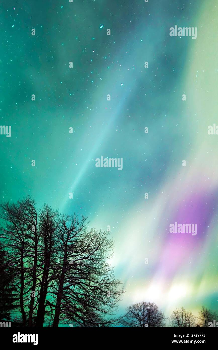 Colorful aurora borealis (Northern Lights) with cottonwood trees in ...