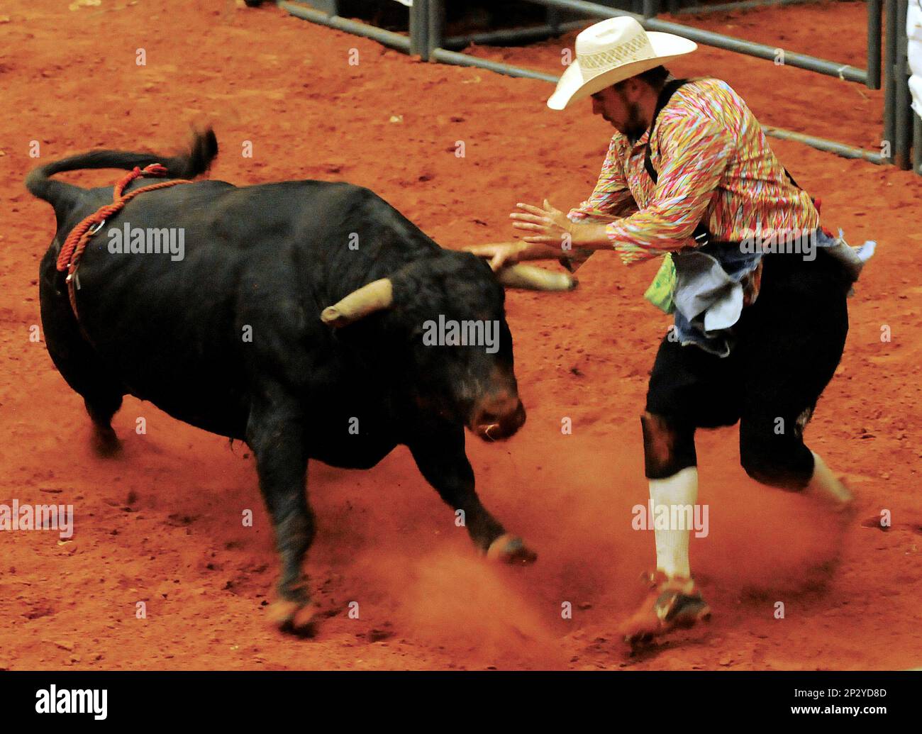 A Brahman bull charges a bull fighter during Extreme Rodeo competition ...