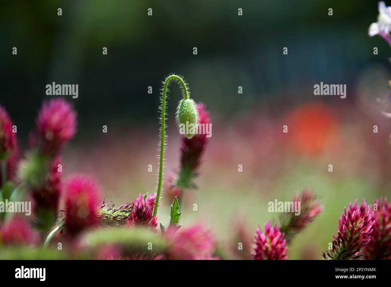 Thorned rose photo hi-res stock photography and images - Alamy