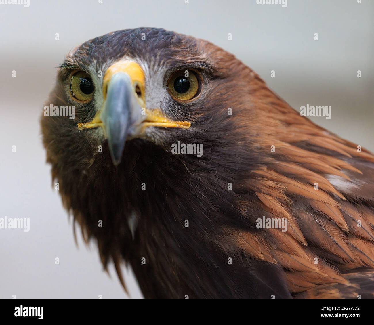 Golden Eagle [ Aquila chrysaetos ] head shot of captive bird at The ...