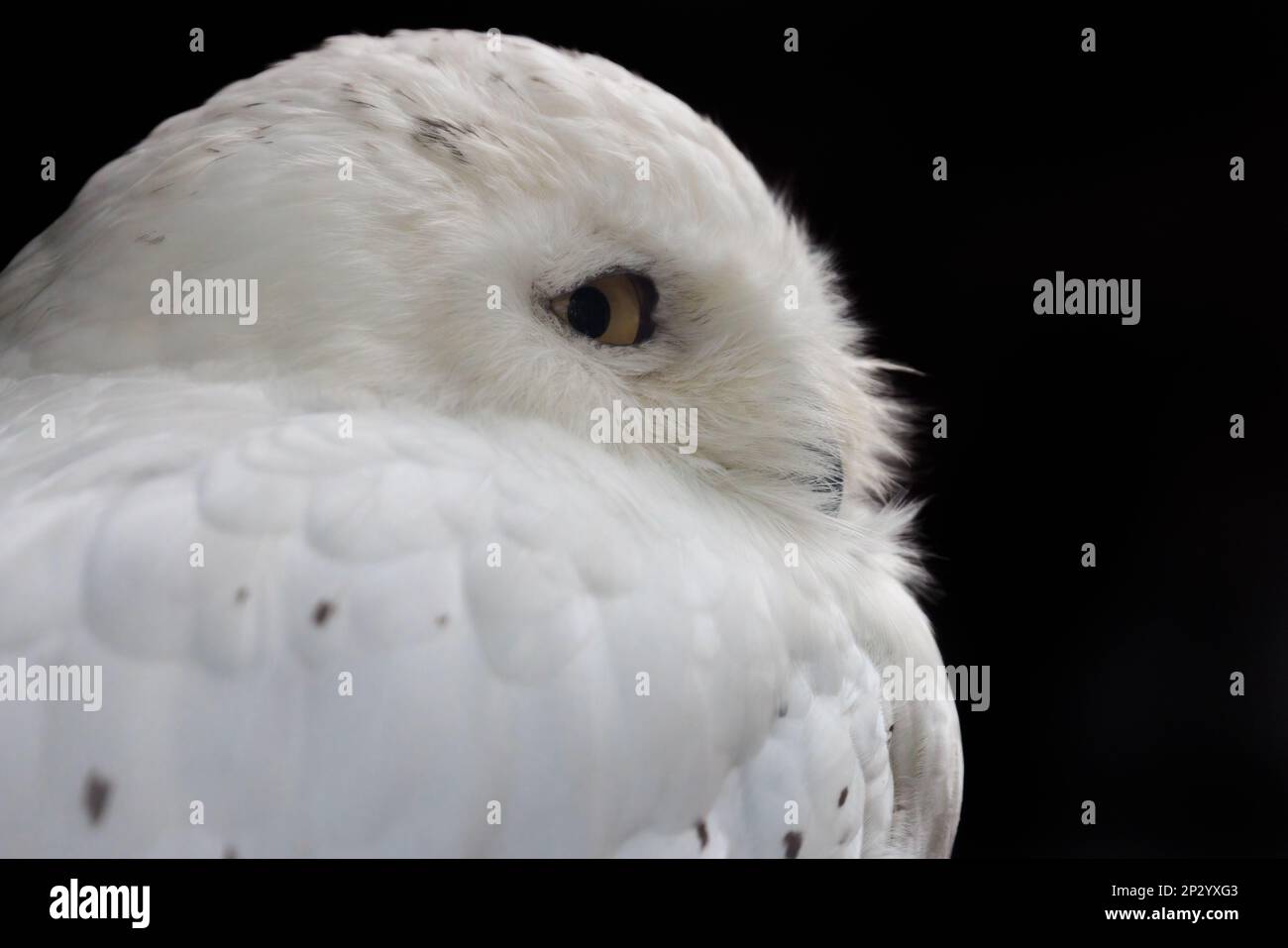 "Bosch" the Snowy owl [ Bubo scandiacus ] at The Loch Lomond Bird of ...