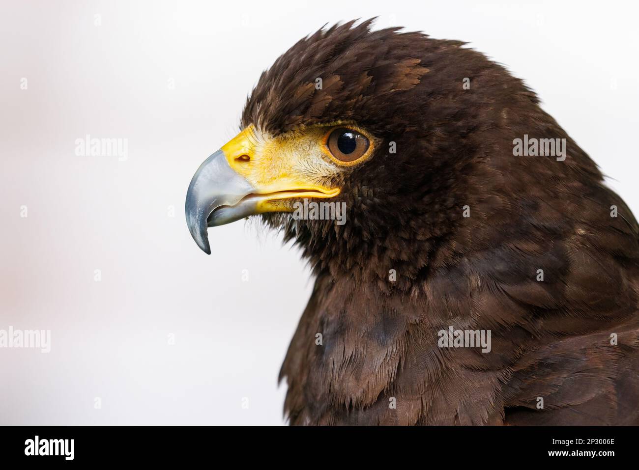 Harris hawk uk hi-res stock photography and images - Alamy