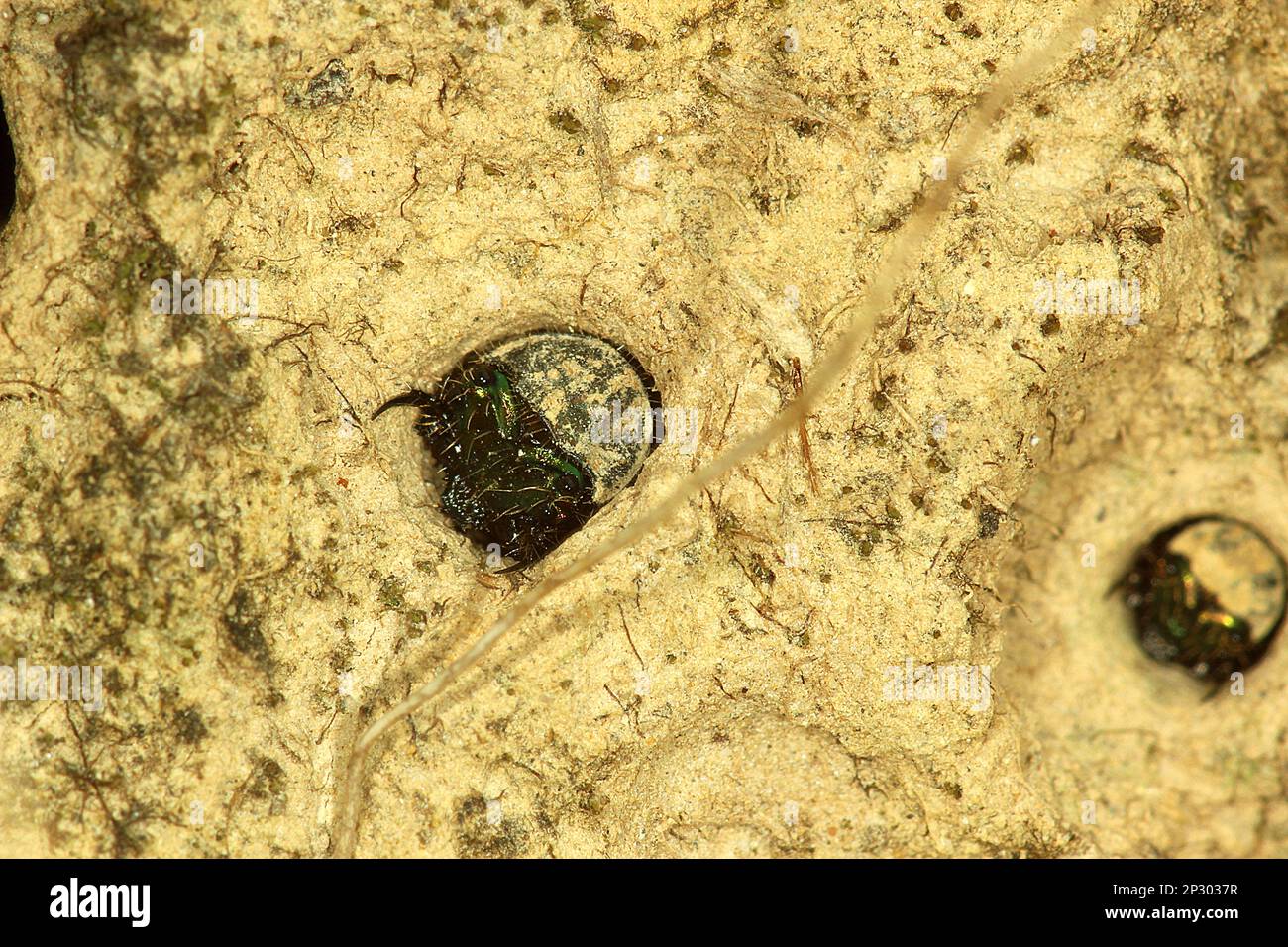 Common tiger beetle larvae in burrow Stock Photo - Alamy