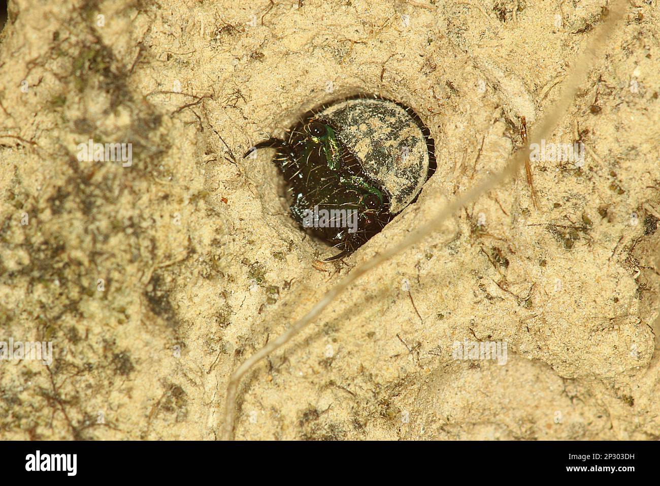 Common tiger beetle larvae in burrow Stock Photo - Alamy