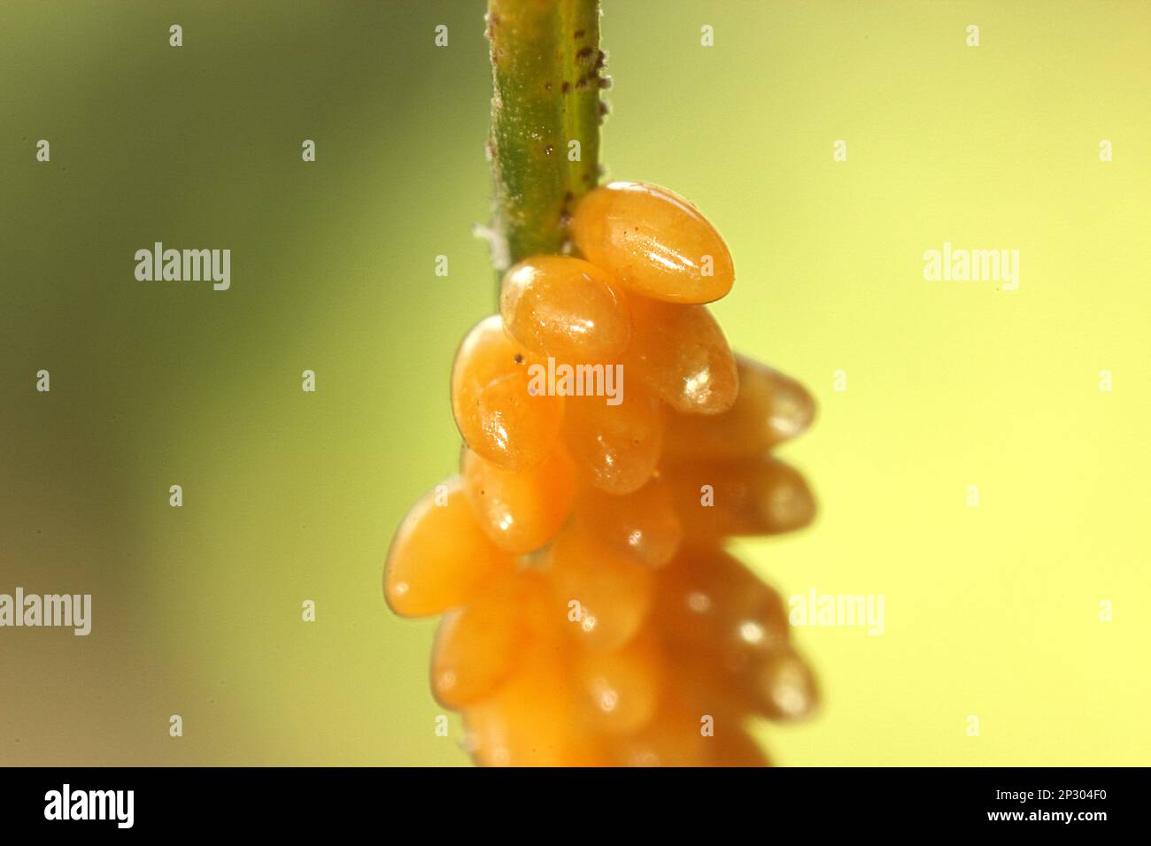 Harlequin ladybird beetle egg cluster Stock Photo - Alamy