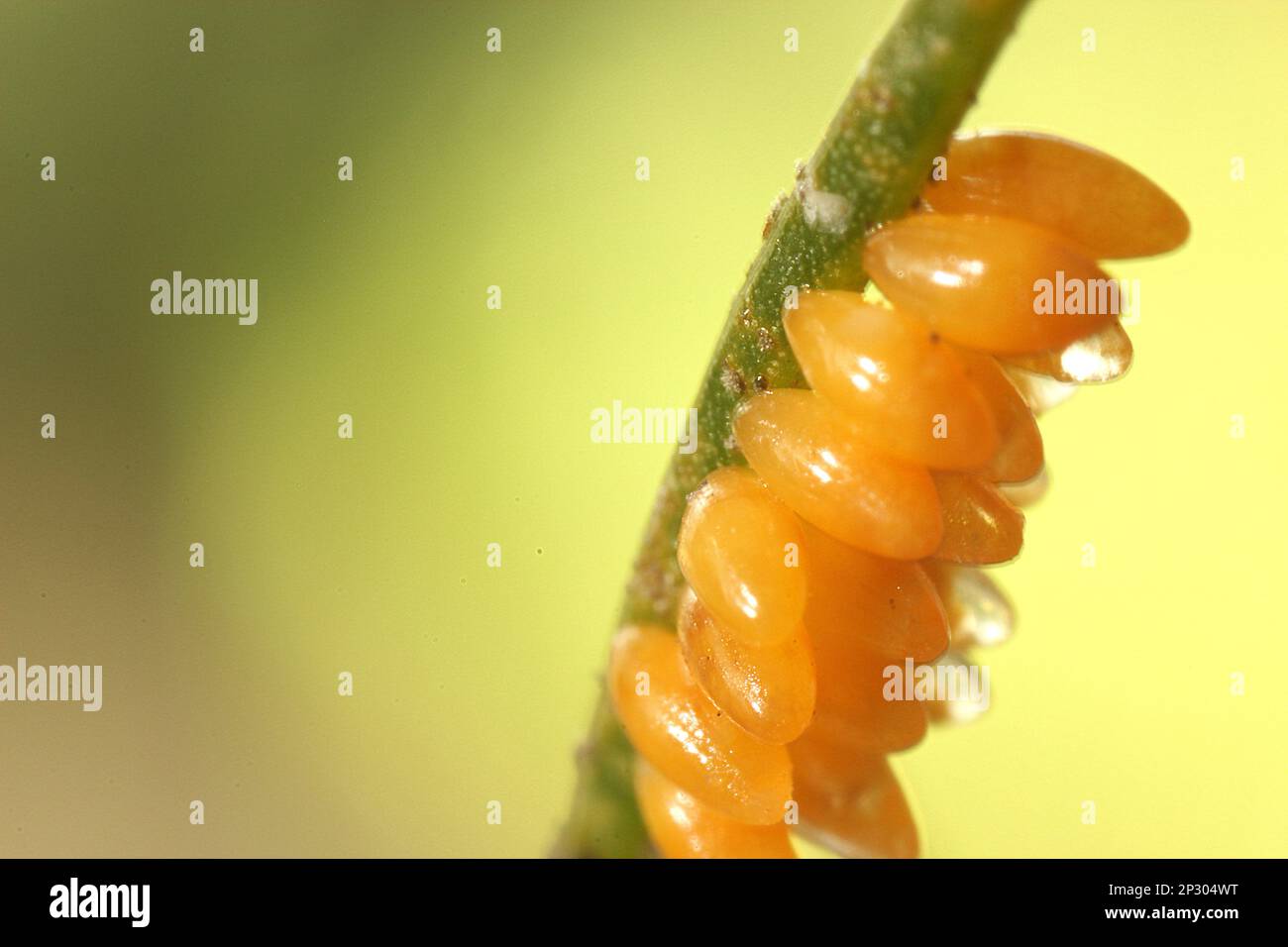 Harlequin ladybird beetle egg cluster Stock Photo - Alamy