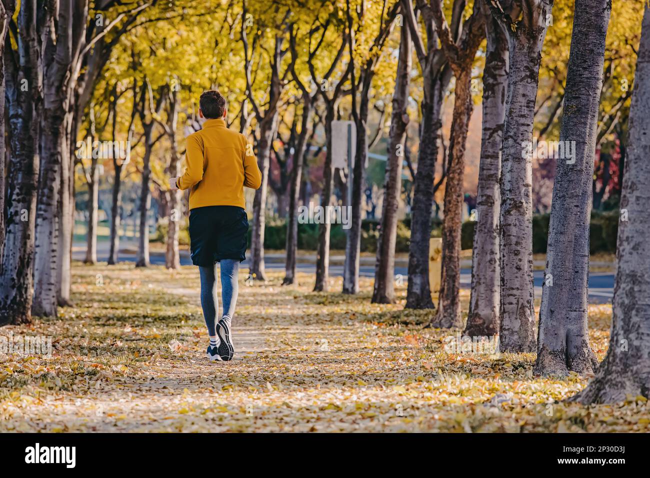 Man running on the quiet street with autumn trees on both sides and ...