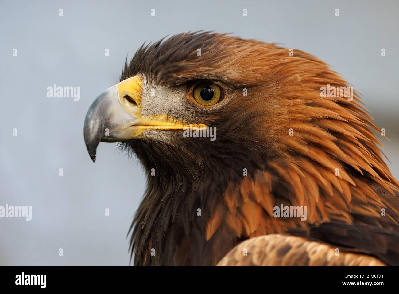 Golden Eagle [ Aquila chrysaetos ] head shot of captive bird at The ...