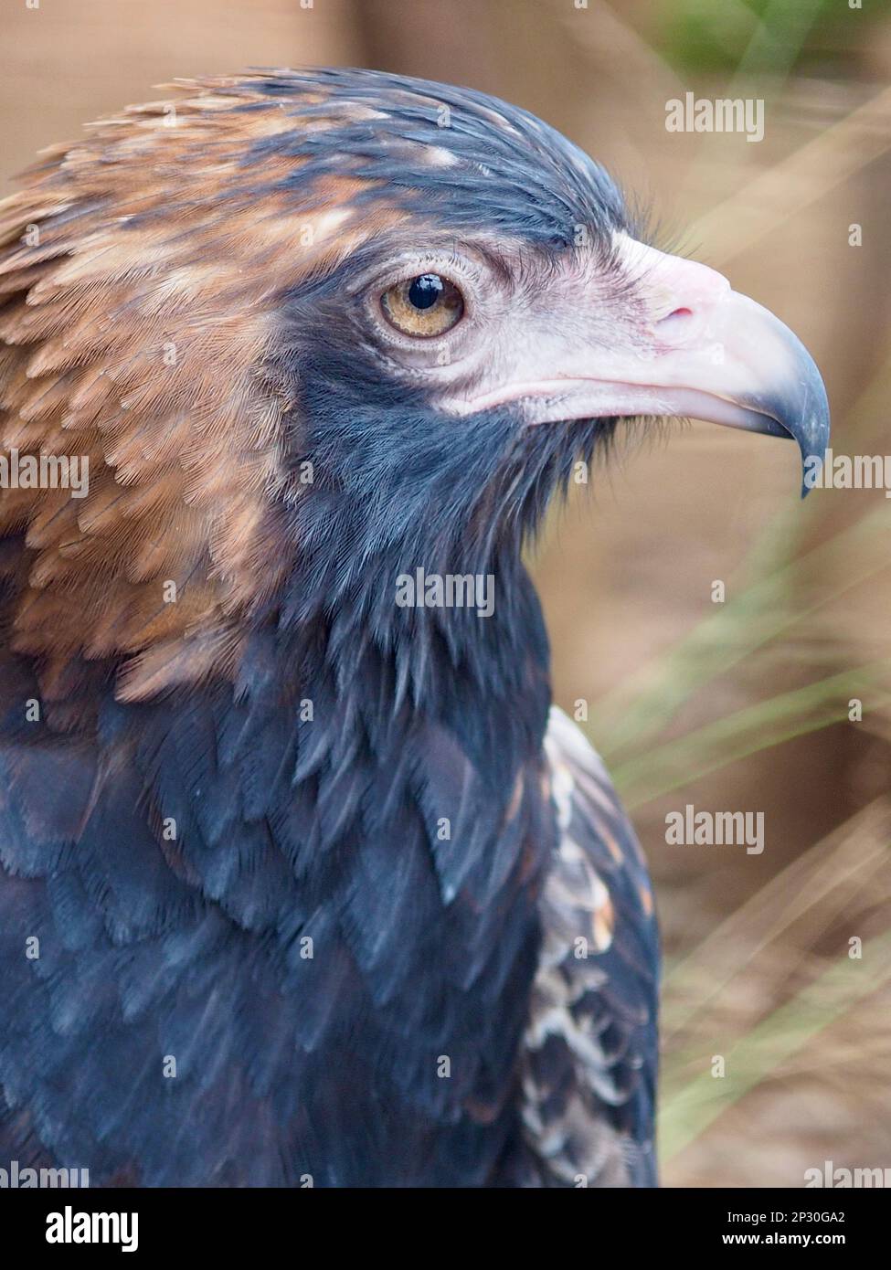 Uses rocks as a tool hi-res stock photography and images - Alamy