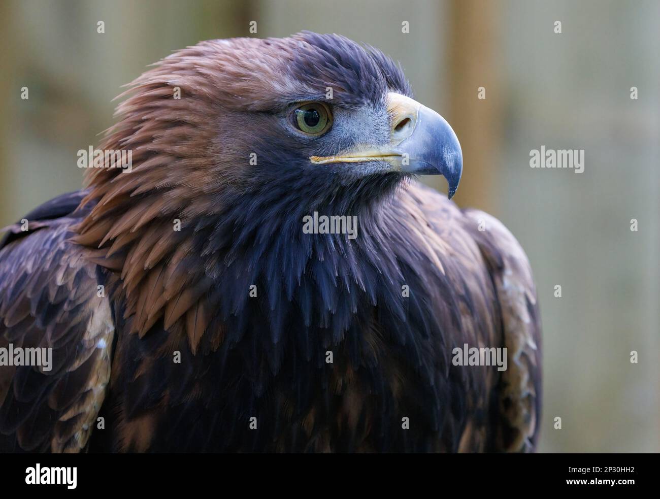 Golden Eagle [ Aquila chrysaetos ] head shot of captive bird at The ...