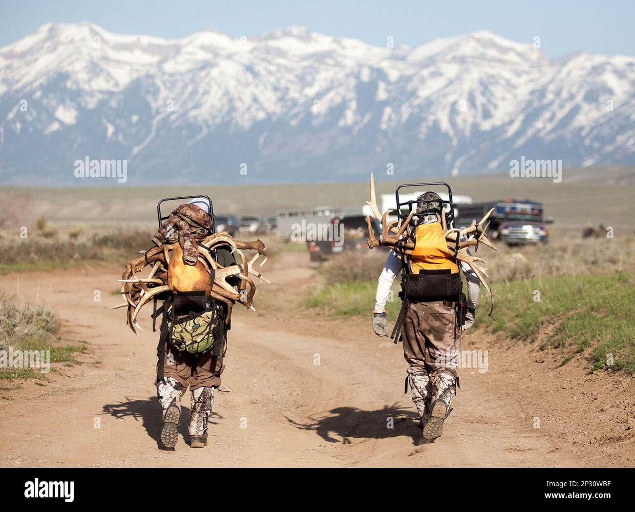 In this May 1, 2015 photo, antler collectors walk near the border of ...
