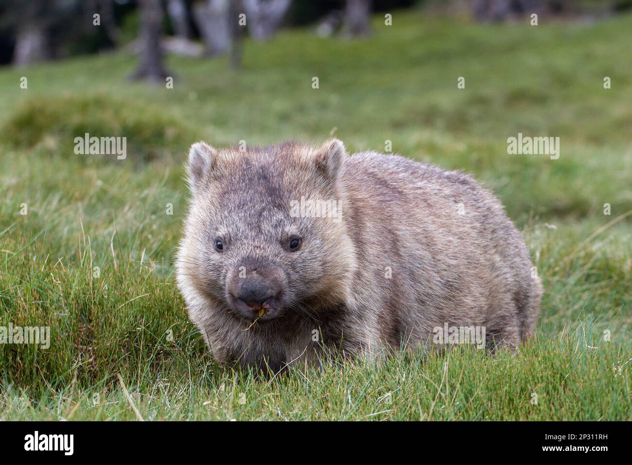 Australian Common Wombat grazing in Tasmanian field Stock Photo - Alamy