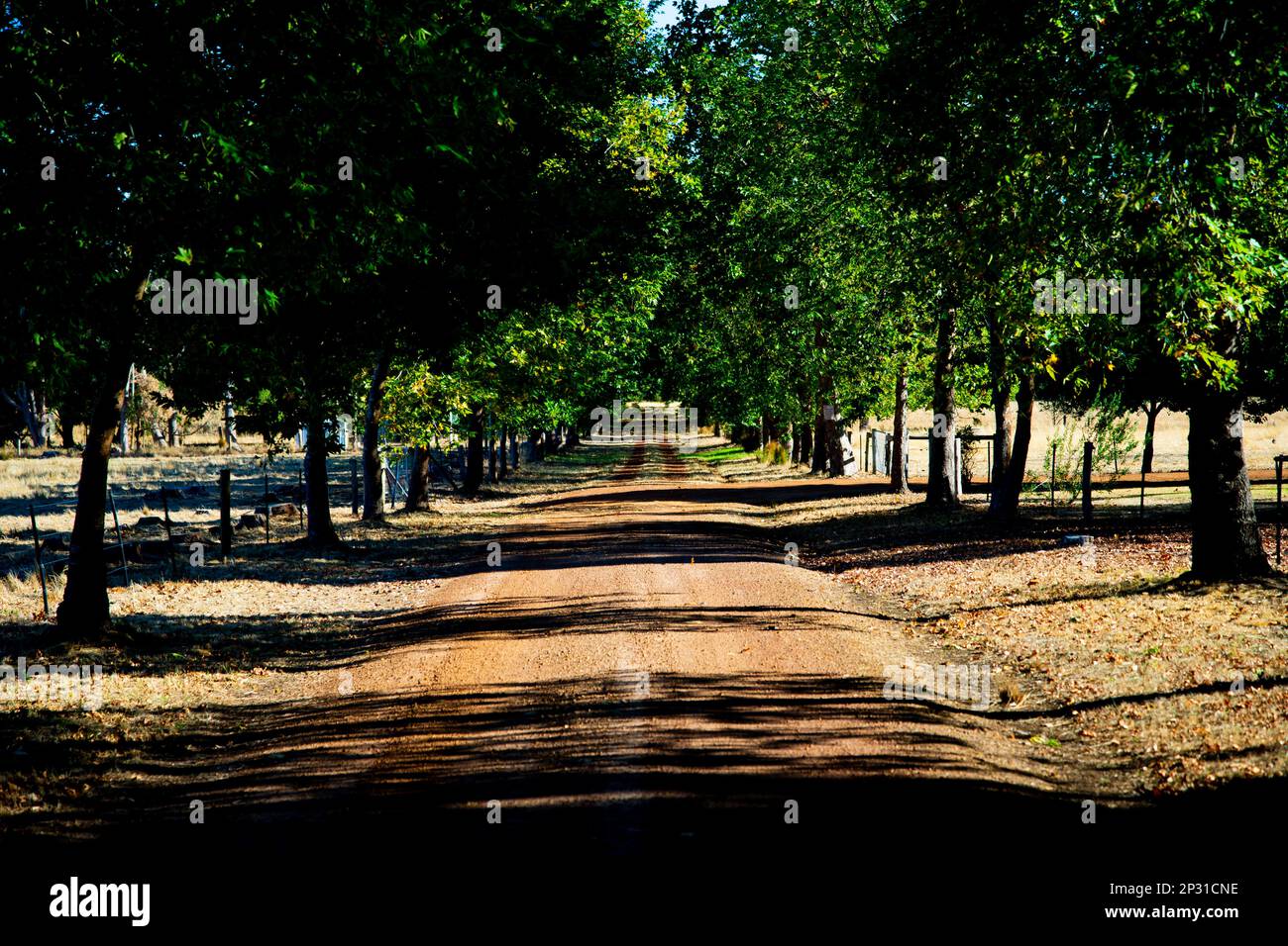 Tree Avenue - Western Australia Stock Photo - Alamy