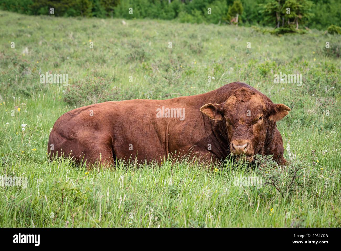 A red Angus bull resting in Cypress Hills Interprovincial Park ...