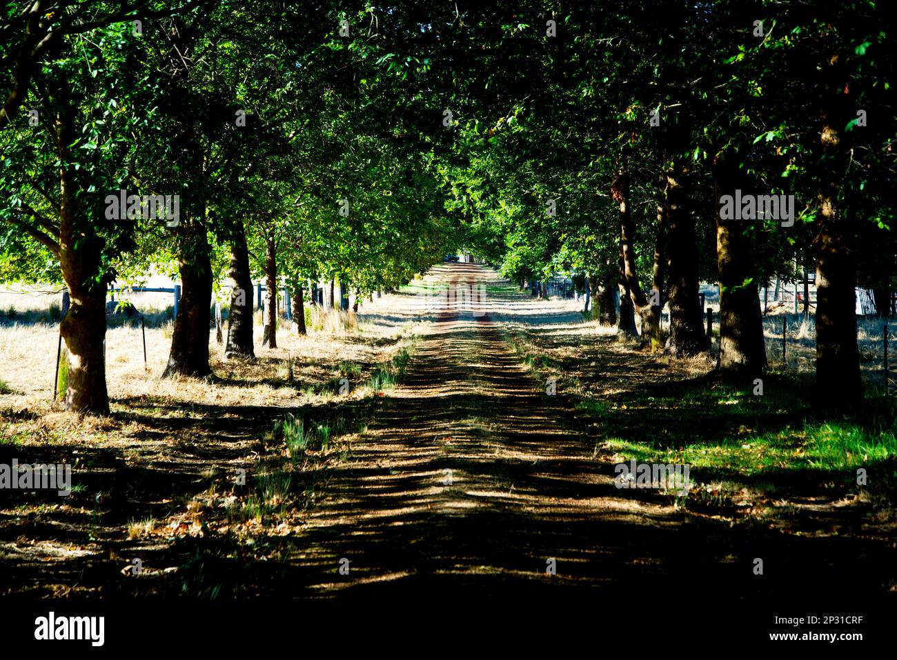 Tree Avenue - Western Australia Stock Photo - Alamy